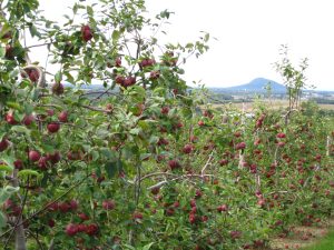 Autocueillette de bleuets et de pommes. Bleuetière et Verger, Ail, La ...
