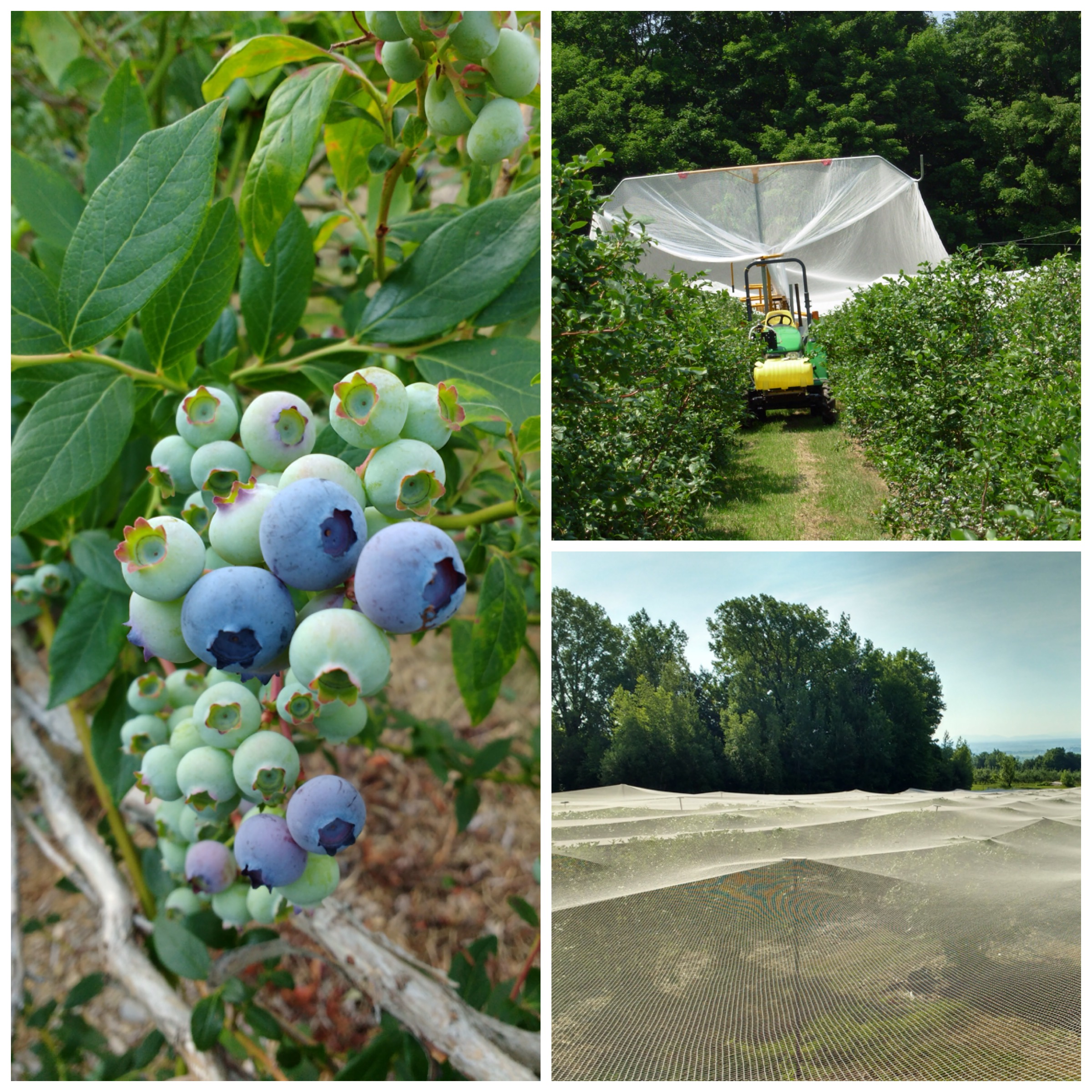 Nos bleuets - bons pour la santé - Bleuetière et verger, La Fruiteraie ...