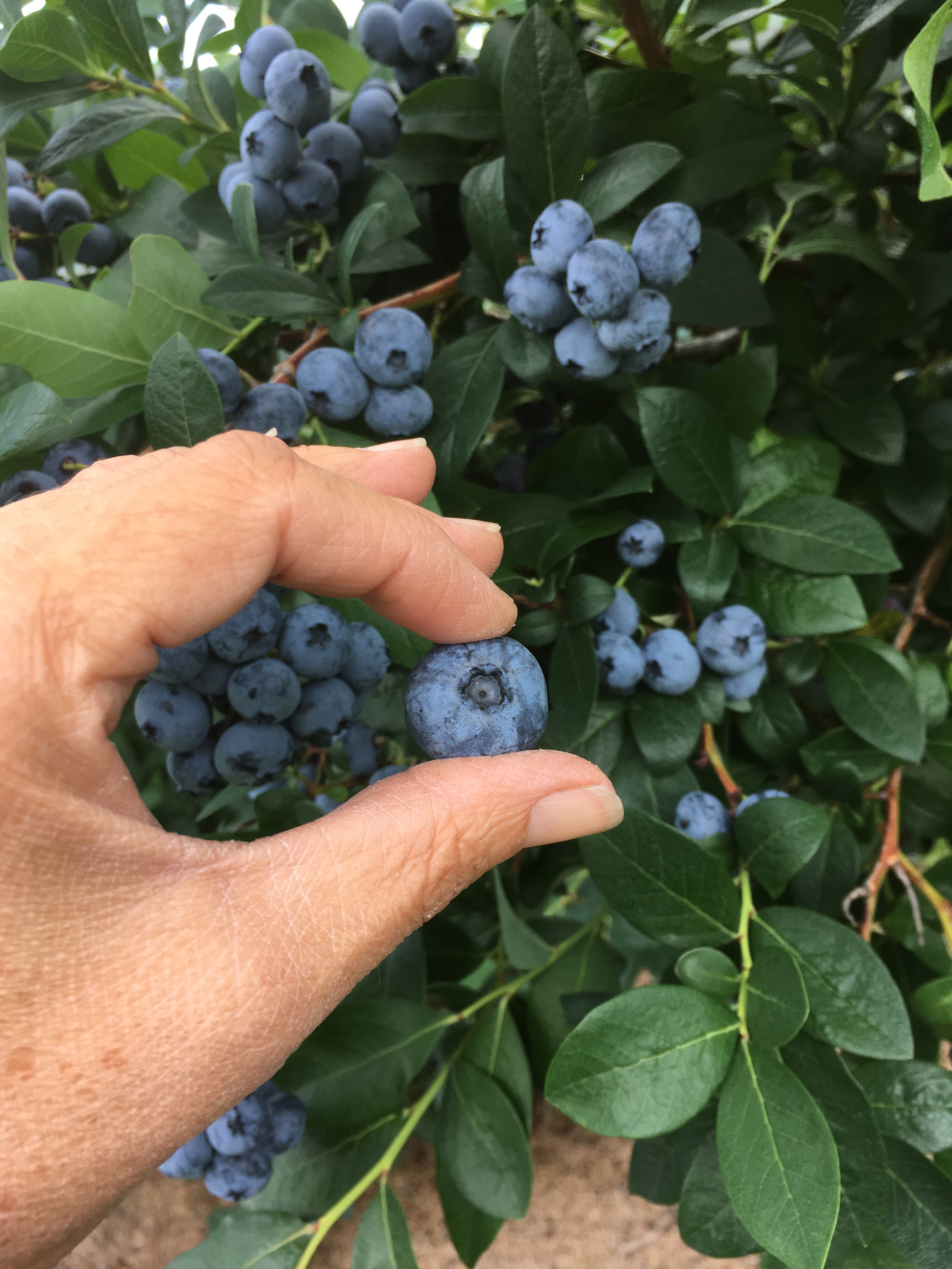 Bleuetière familiale, La Fruiteraie des Gadbois, Rougemont - Montérégie ...