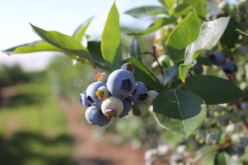 Bleuetière familiale, La Fruiteraie des Gadbois, Rougemont - Montérégie ...